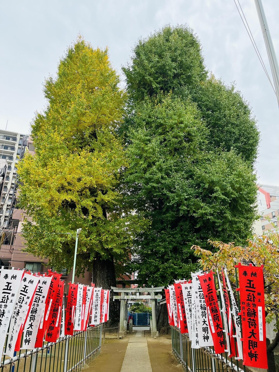 稲荷神社のイチョウ 喜多院の紅葉と菊祭り... / SSMさんのモーメント | YAMAP / ヤマップ