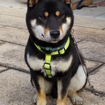 石榑峠（バイオトイレ建設中）から竜ヶ岳頂往復 / mi-takaさんの竜ヶ岳の活動データ | YAMAP / ヤマップ