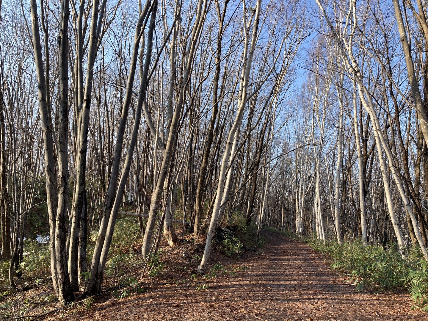 朝散歩桜山🚶🏻‍♀️。。ゆっくり、のんびり🚶🏻‍♀️ / 2525bbさんの藻岩山の活動データ | YAMAP / ヤマップ