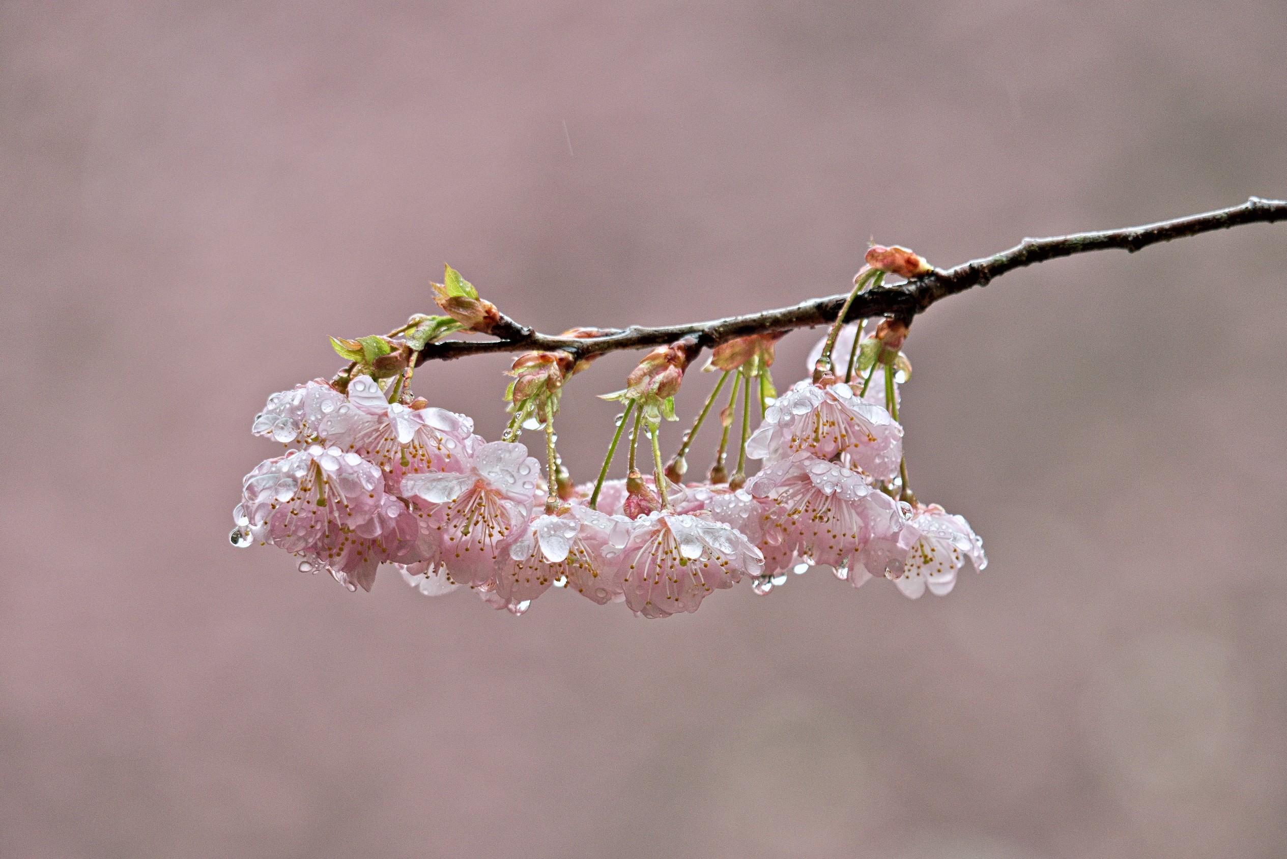 初御代桜 / GTさんのモーメント | YAMAP / ヤマップ