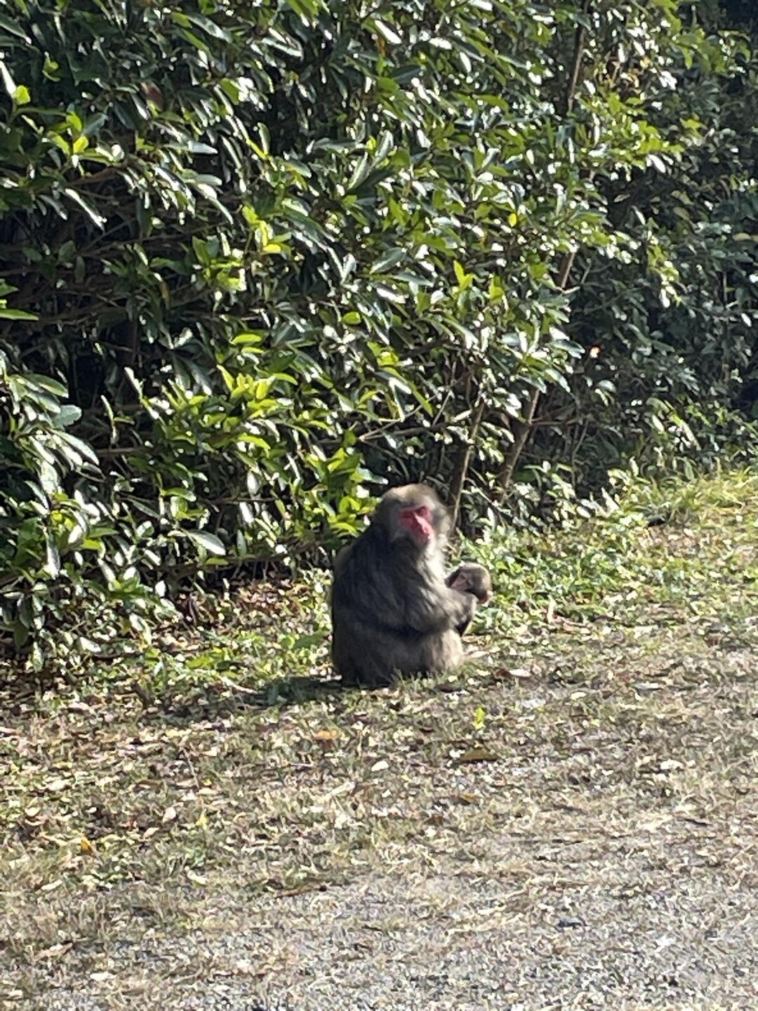 山納め⛰️多度山・美濃松山 / shi −chiさんの多度山・美濃松山・石津御嶽の活動データ | YAMAP / ヤマップ