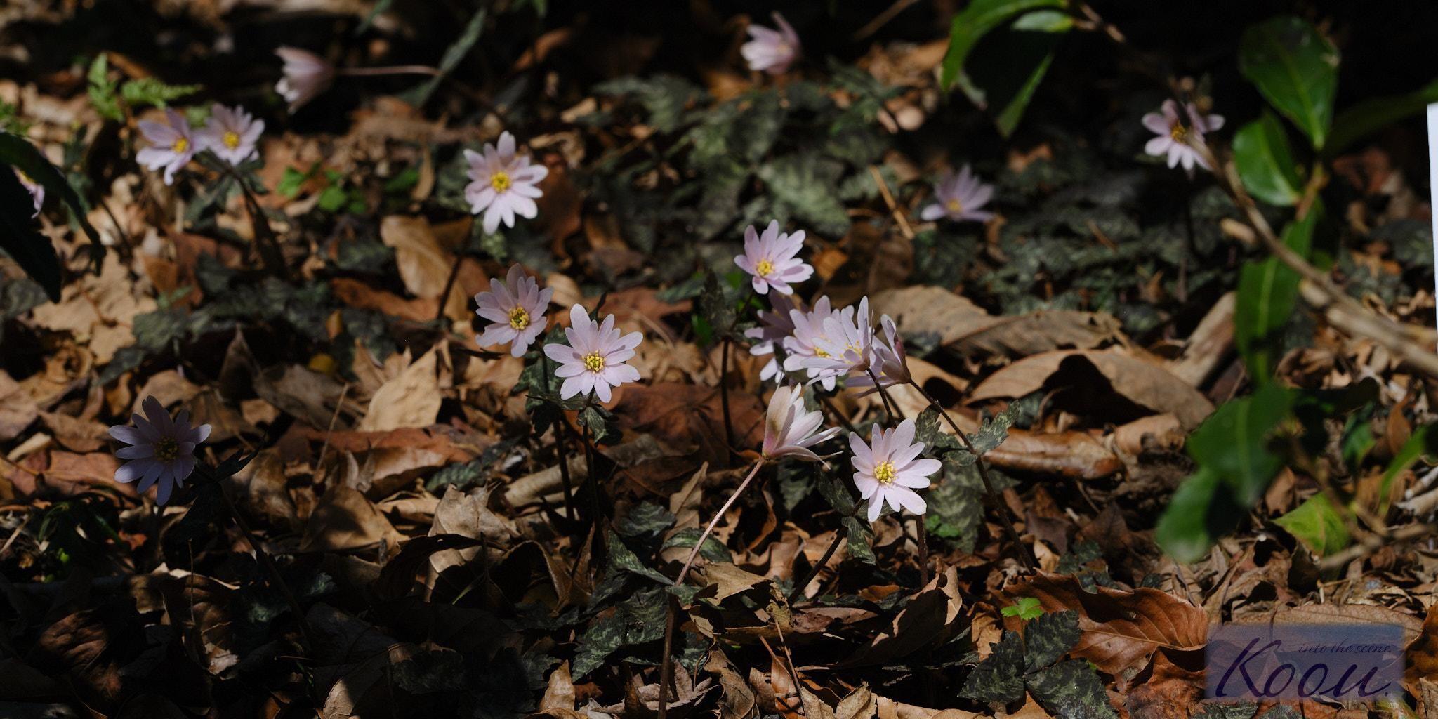 城山かたくりの里 / Koou.さんのその他の活動データ | YAMAP / ヤマップ