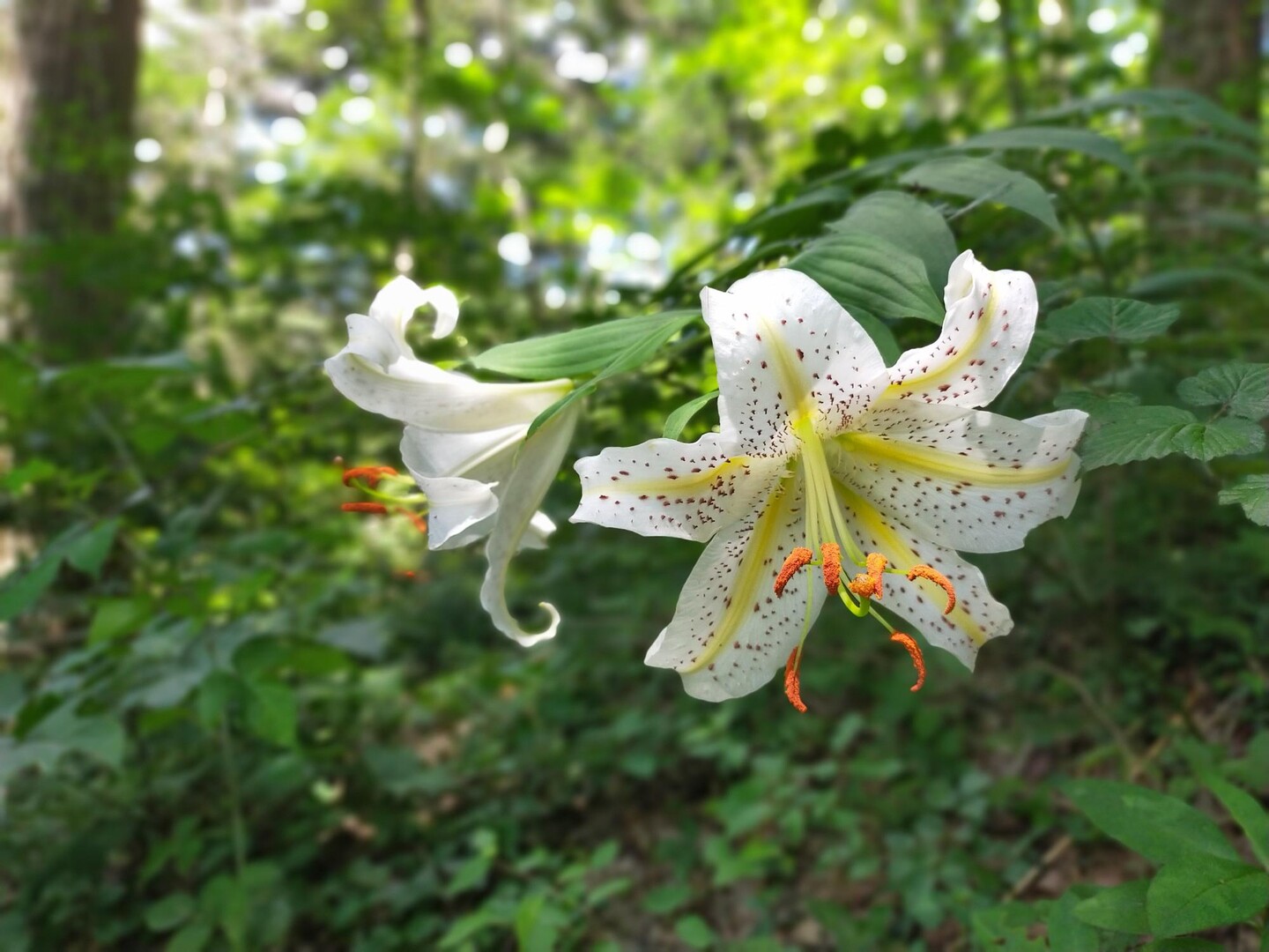 初めての高尾山を登る！ / sayuさんの高尾山・陣馬山・景信山の活動データ | YAMAP / ヤマップ