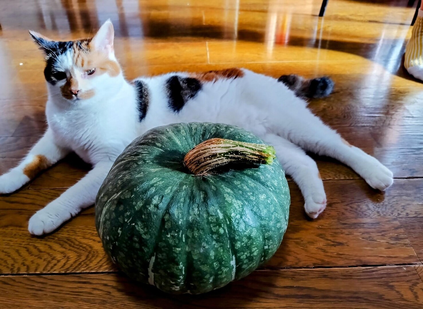 サステナブルかぼちゃ 畑から勝手に芽を出... / ニャン002さんのモーメント | YAMAP / ヤマップ