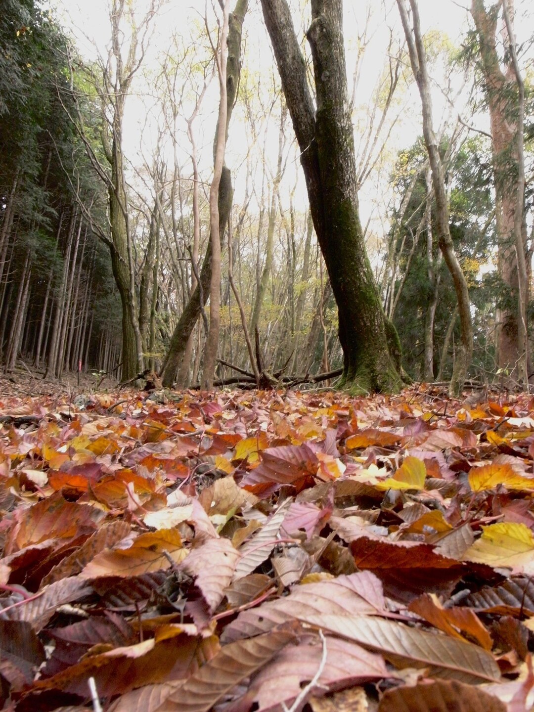 寂しげな…晩秋のっ‼︎思親山(動画やってます) / oma1173さんの思親山・三石山の活動データ | YAMAP / ヤマップ