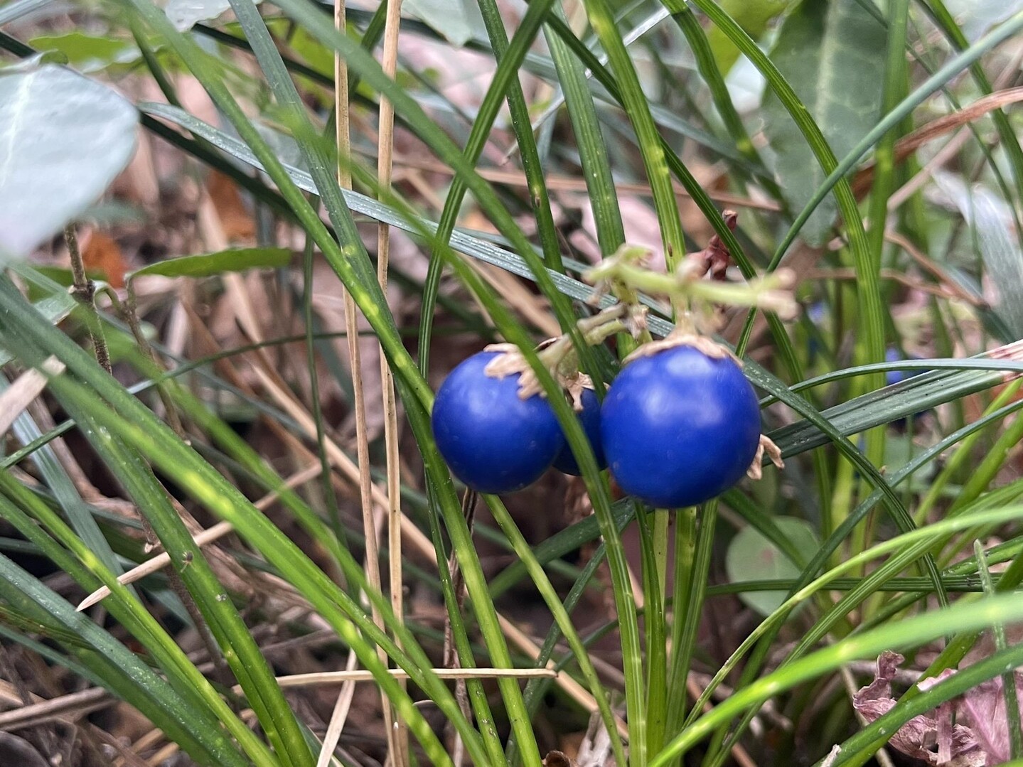 唐沢山で初詣…(*-人-) / eriさんの三毳山の活動データ | YAMAP / ヤマップ