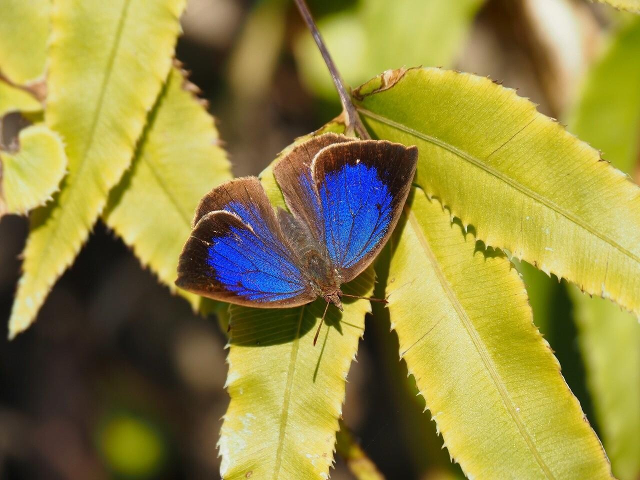 正月の2日に里帰りしたついでに、伊予ヶ岳... / JICKさんのモーメント | YAMAP / ヤマップ