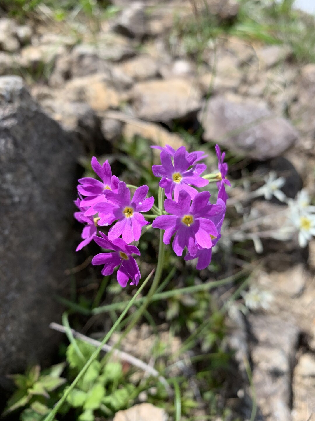 西黒尾根から谷川岳😊 / yukoさんの谷川岳・七ツ小屋山・大源太山の活動日記 | YAMAP / ヤマップ