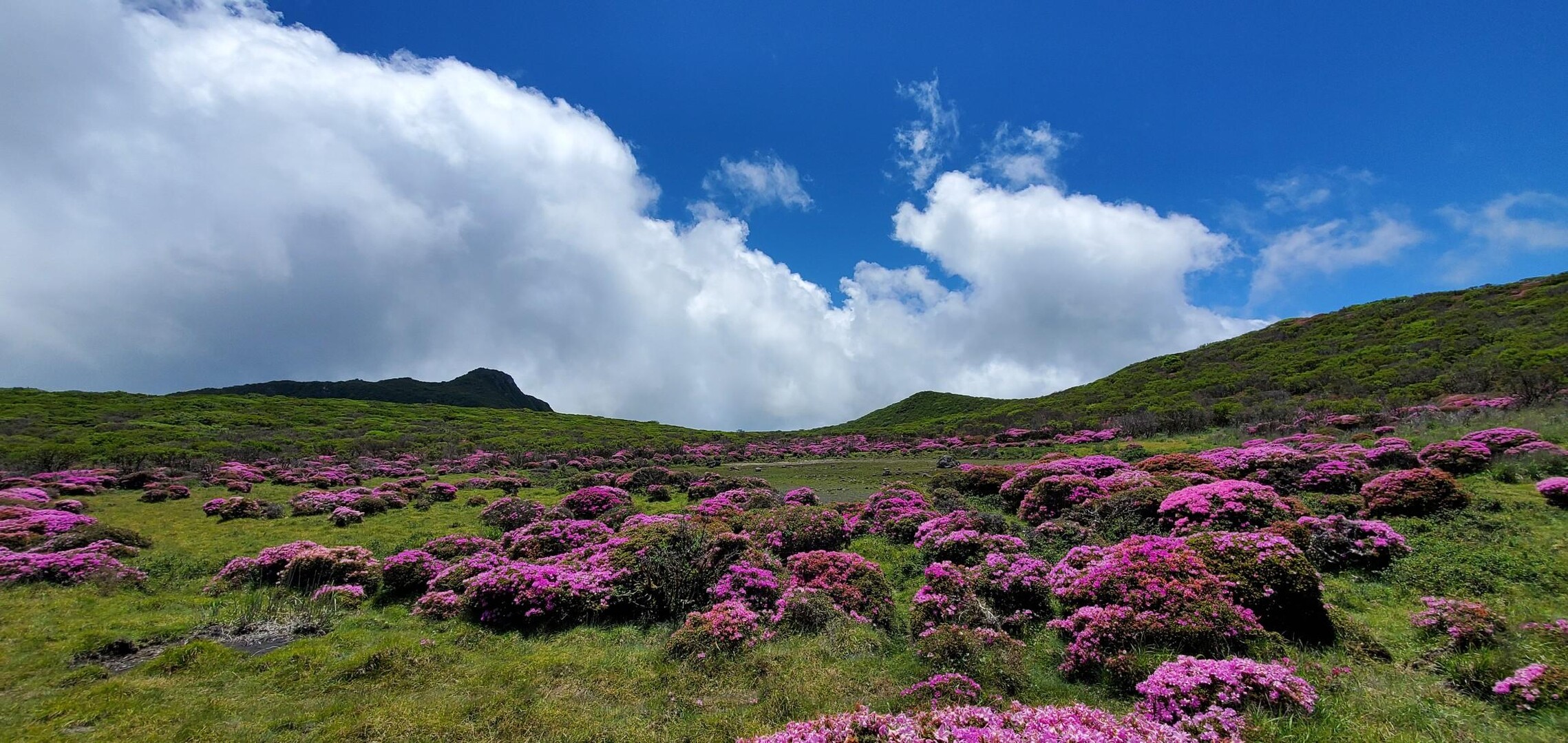 北大船山・大船山・平治岳 / cocoさんの九重山（久住山）・大船山・星生山の活動データ | YAMAP / ヤマップ