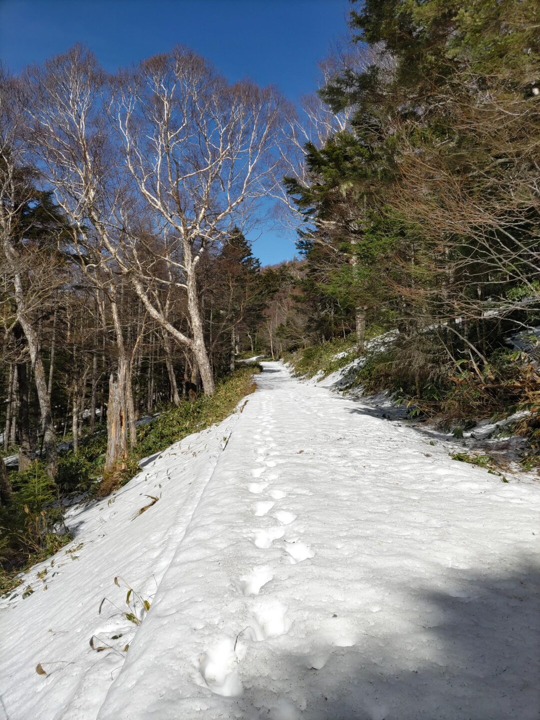 絶景入笠と残雪釜無🥾 / Rioさんの入笠山の活動データ | YAMAP / ヤマップ