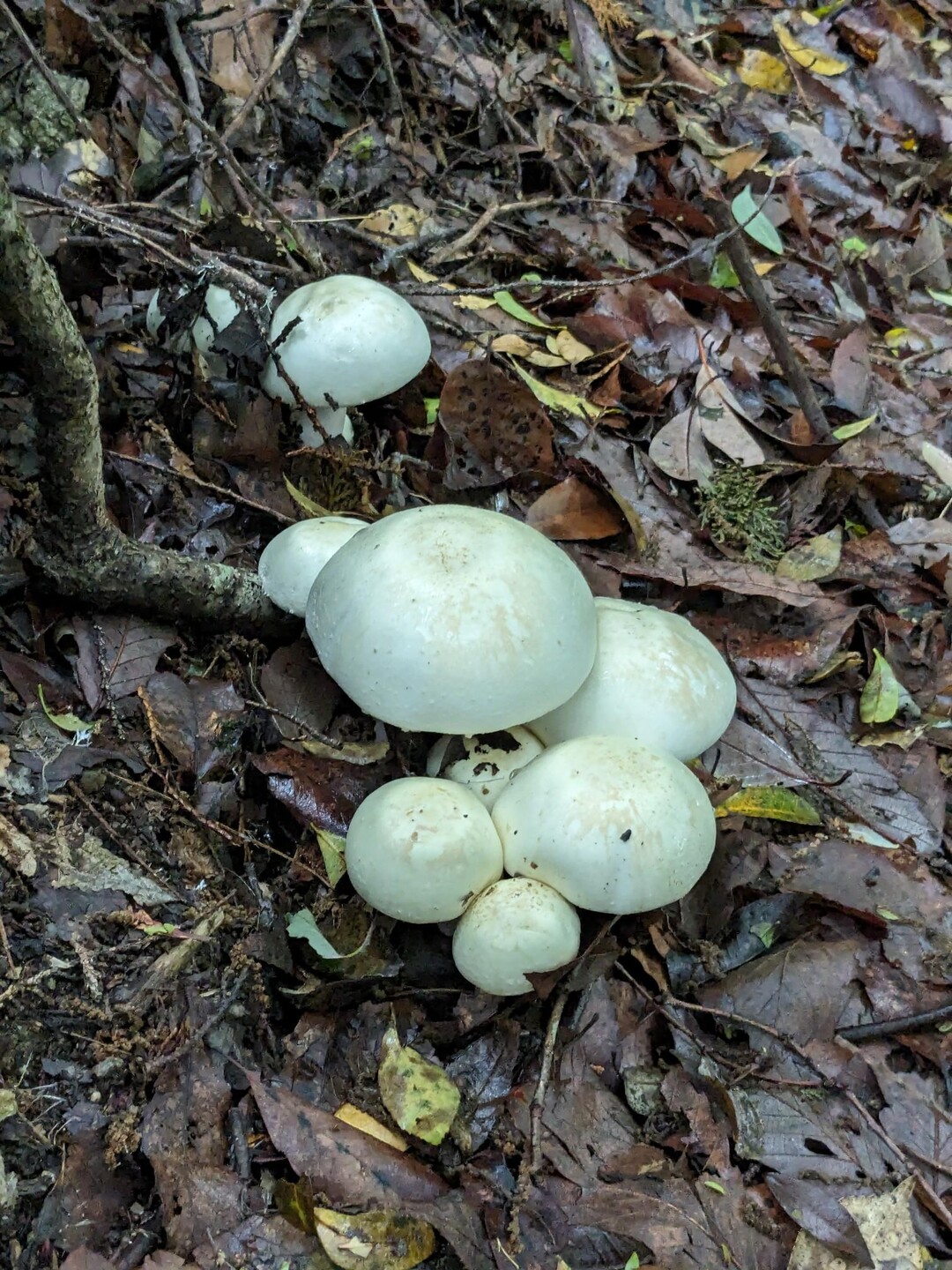 四王寺周回CHALLENGE ver.時計回り🌀 / neyさんの四王寺山・大城山・大原山の活動データ | YAMAP / ヤマップ