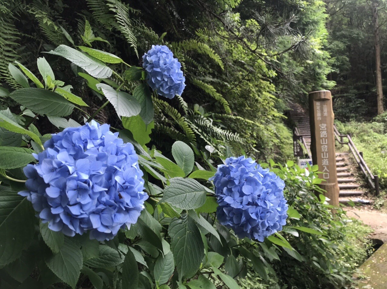 年明けから始まった 母とのいつもの宮路山... / macoさんのモーメント | YAMAP / ヤマップ