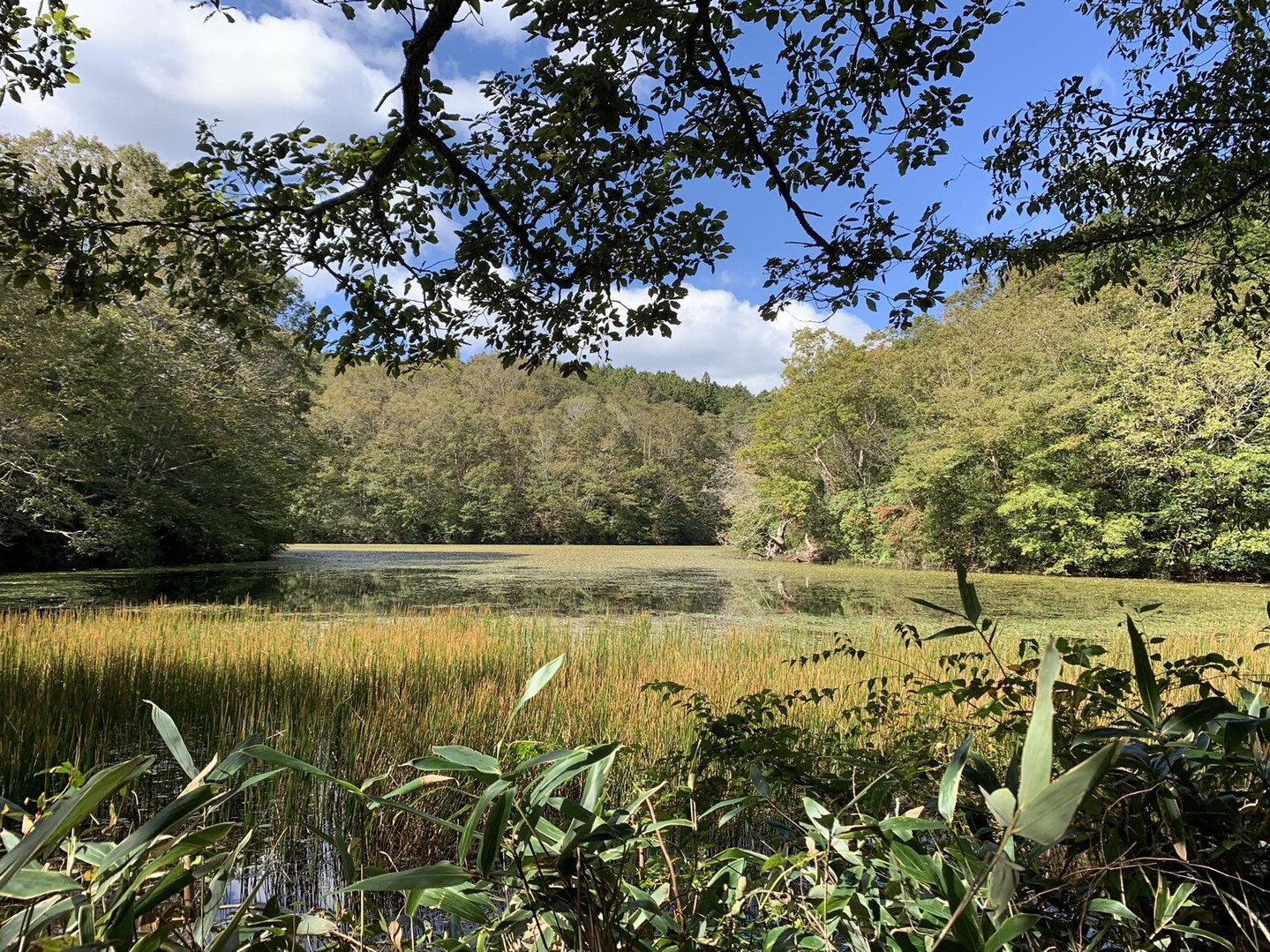 通行止からの山歩き1(赤蔵ヶ池) / しんにぃさんの中津明神山の活動データ | YAMAP / ヤマップ