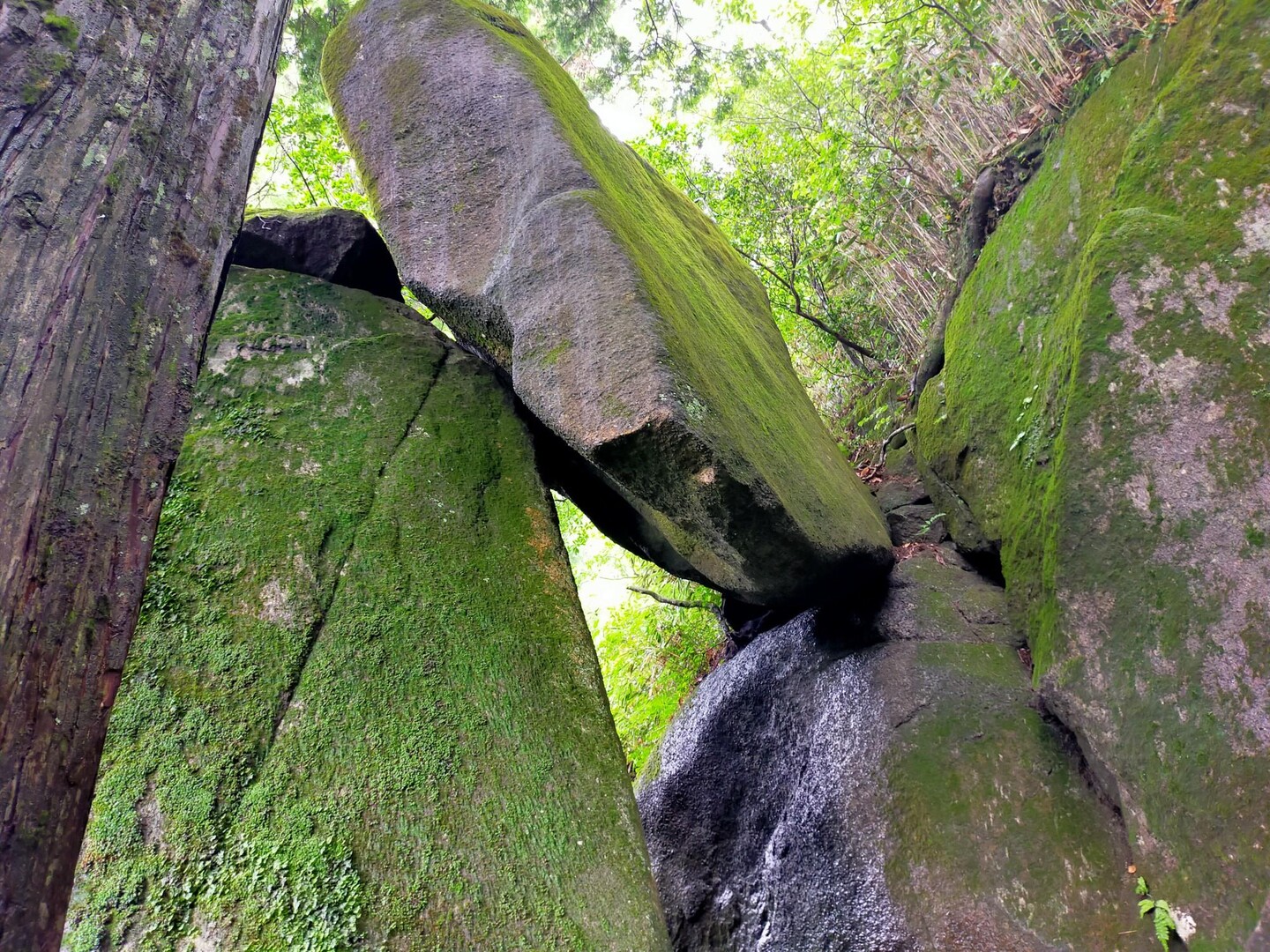 筑波山（白雲橋→御幸ヶ原）【日本百名山(3/99)】 / hayateさんの筑波山の活動データ | YAMAP / ヤマップ