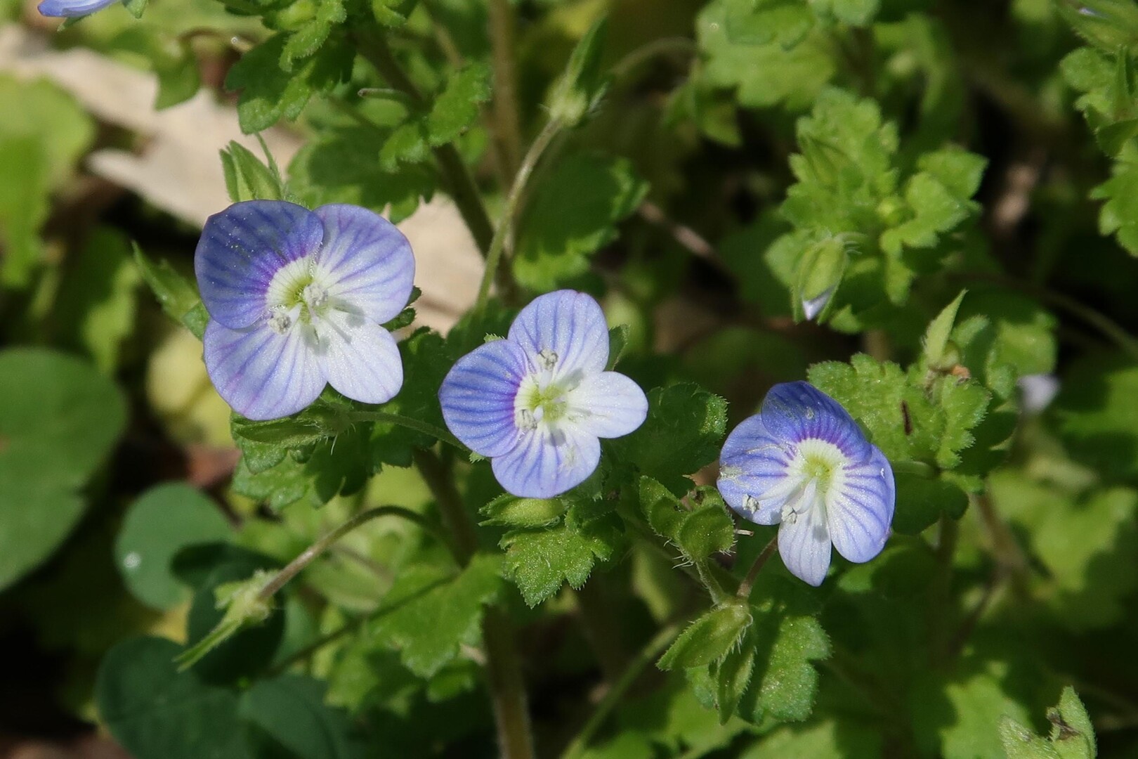 4/6~7日 桜・SL・粟ヶ岳を徘徊しま... / sannketuさんのモーメント | YAMAP / ヤマップ