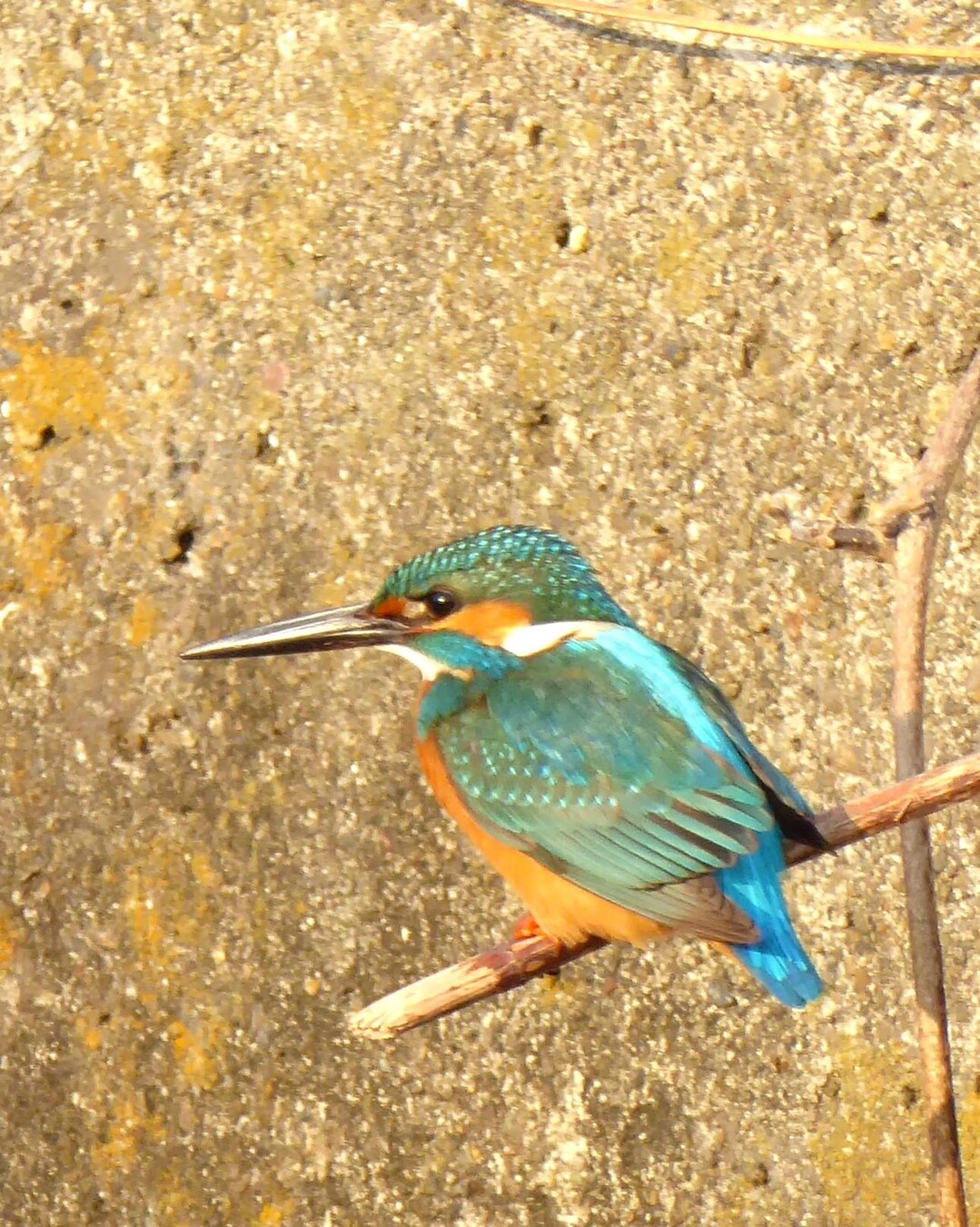 写真①②③ ご近所ウォーキングで見つけた... / TOMTOMさんのモーメント | YAMAP / ヤマップ