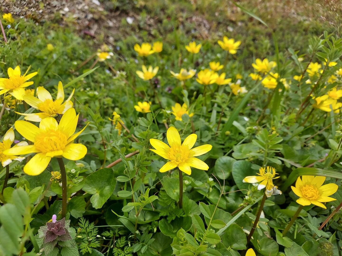 神於山🗻 / ree-koさんの槇尾山（槙尾山）・和泉葛城山・神於山の活動データ | YAMAP / ヤマップ