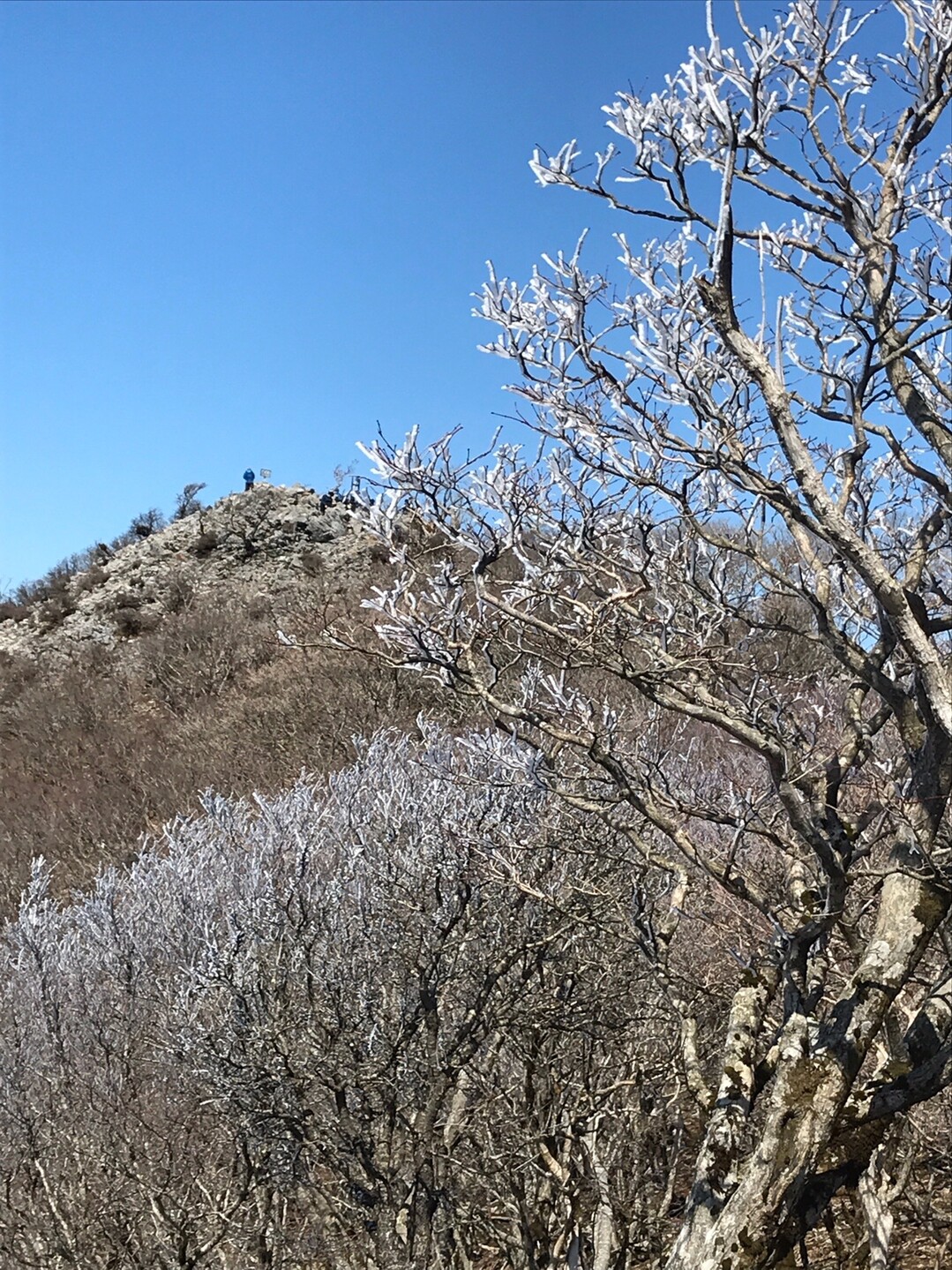 藤原岳(孫太尾根)-2020-03-12 / katura nobanaさんの竜ヶ岳の活動データ | YAMAP / ヤマップ