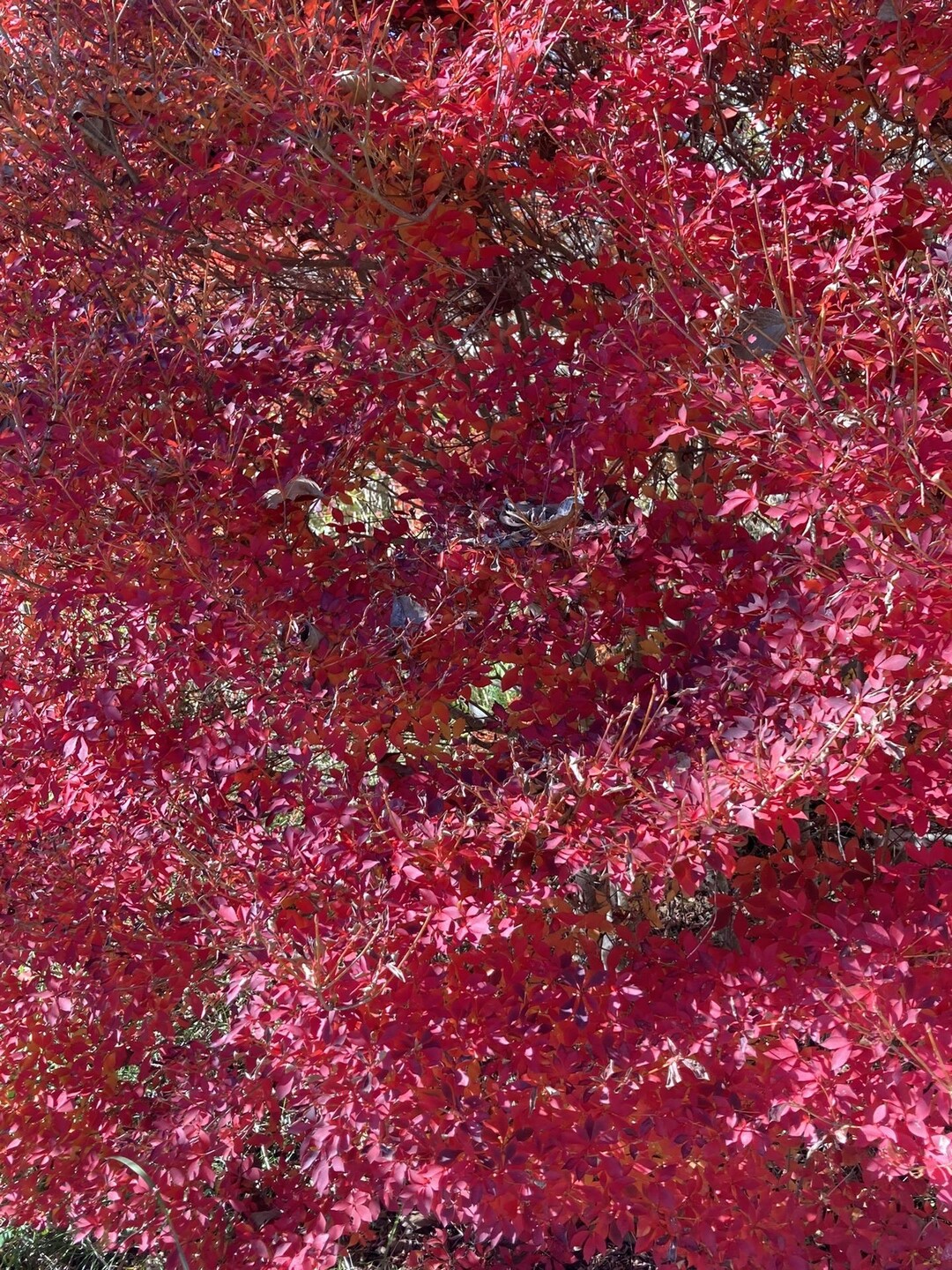 手拭い、GETだぜー‼️ / みほさんの加茂山・高峰ノ森の活動データ | YAMAP / ヤマップ