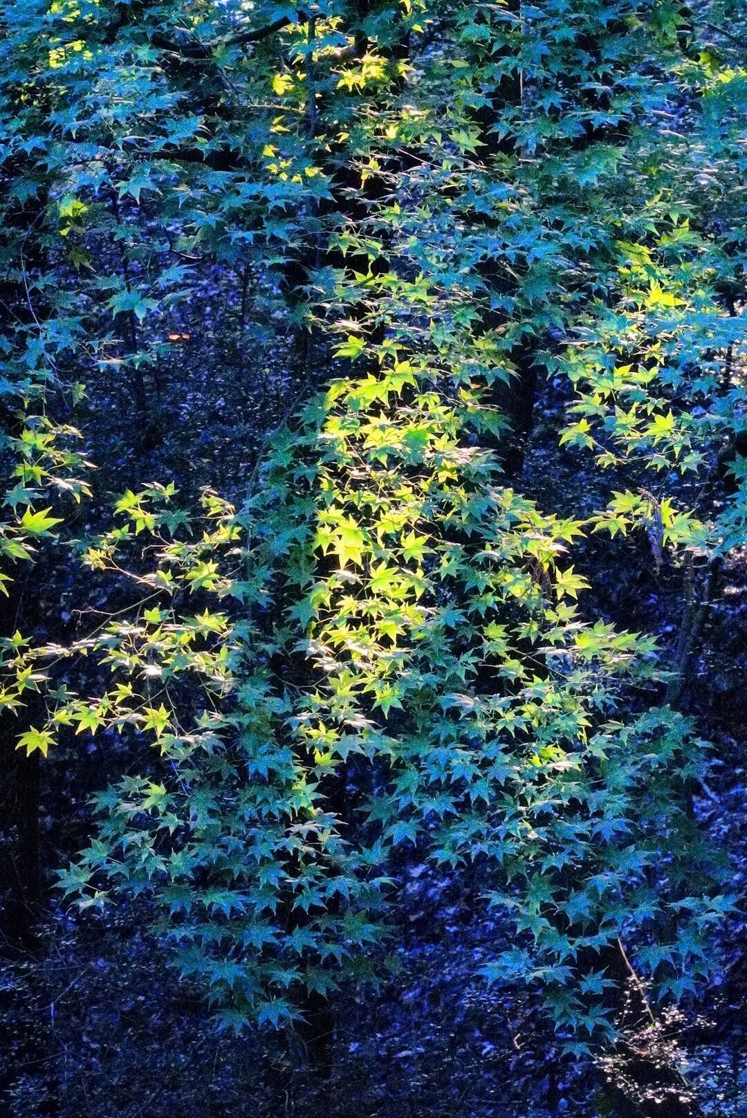 点検清掃アヅマ306 / ta2さんの鳴神山・吾妻山の活動データ | YAMAP / ヤマップ