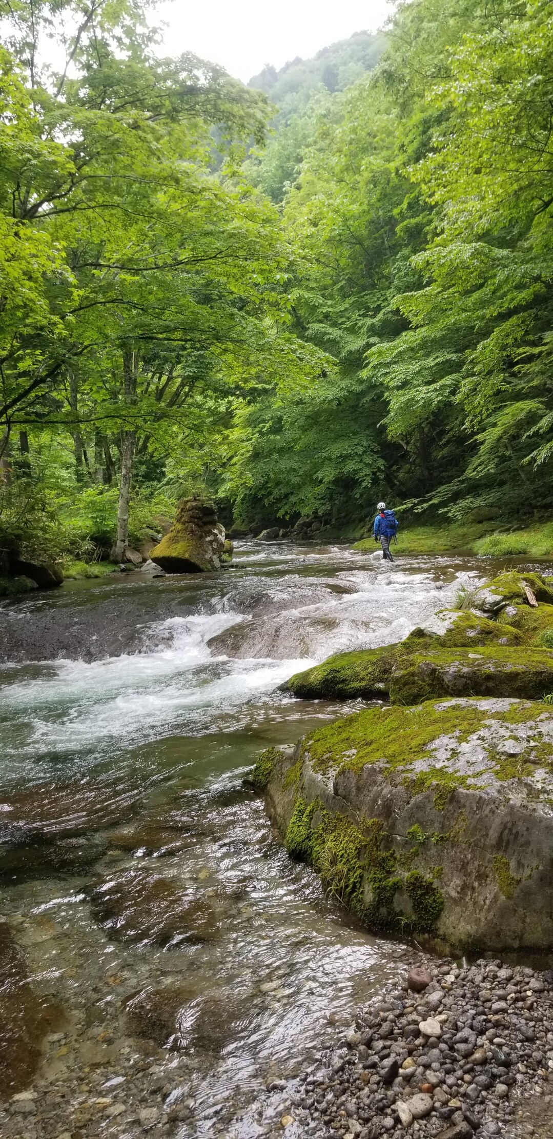 荒城川-2020-06-22② / guriko5さんの沢上谷の活動日記 | YAMAP / ヤマップ