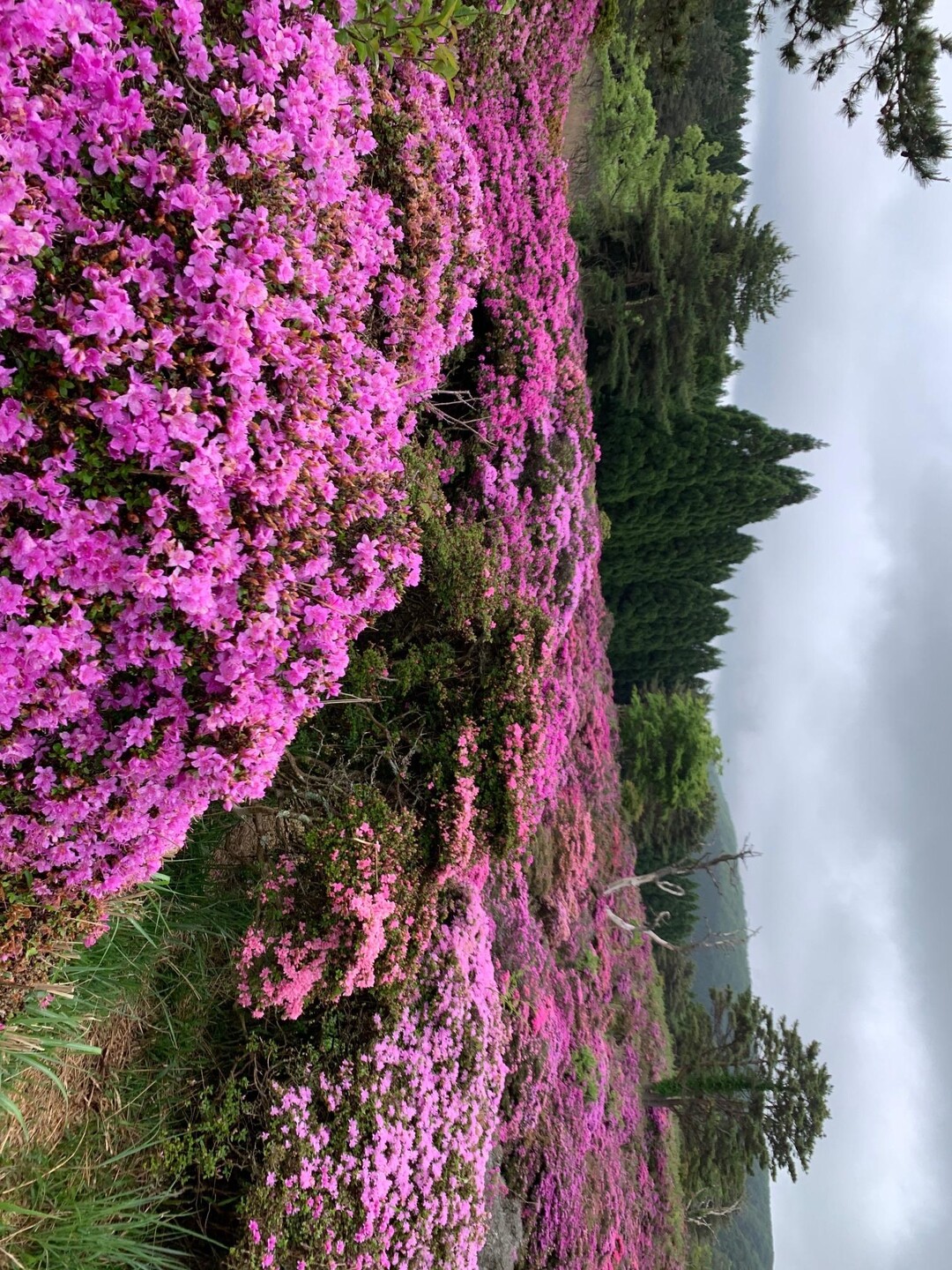 西万年・万年山 / yyshigeさんの万年山・伐株山の活動データ | YAMAP / ヤマップ