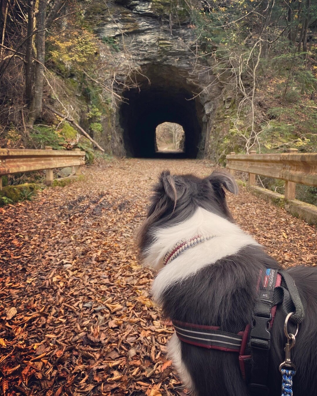 高瀑-2022-11-19 下見 with Dog / ツネさんさんの石鎚山・堂ヶ森・二ノ森の活動データ | YAMAP / ヤマップ