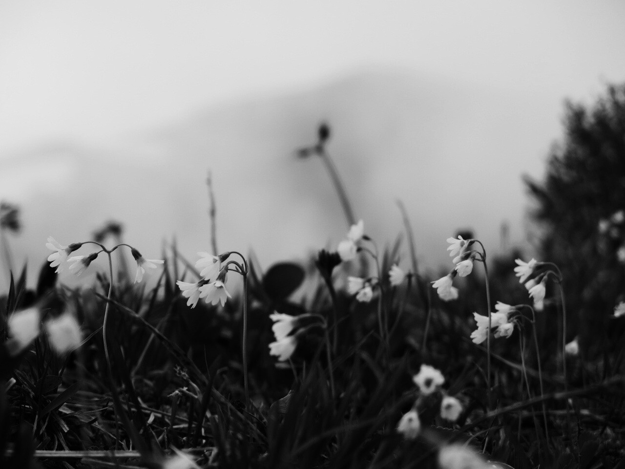 栗駒山・世界谷地編 Let It Go〜... / ゆゆゆさんのモーメント | YAMAP / ヤマップ