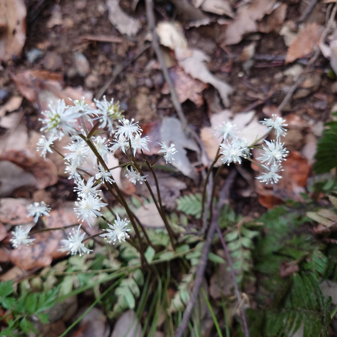 午前中はホーム竜王山💪午後からは春の妖... / Amiババ さんのモーメント | YAMAP / ヤマップ