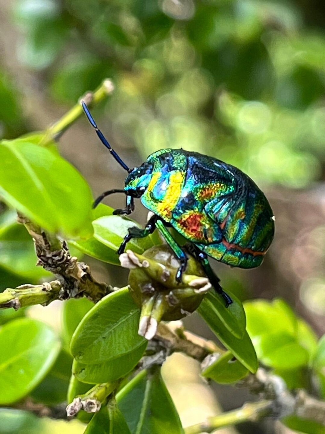 古処山とキンカメさんPart② / sayoさんの古処山・屏山・馬見山・江川岳の活動日記 | YAMAP / ヤマップ