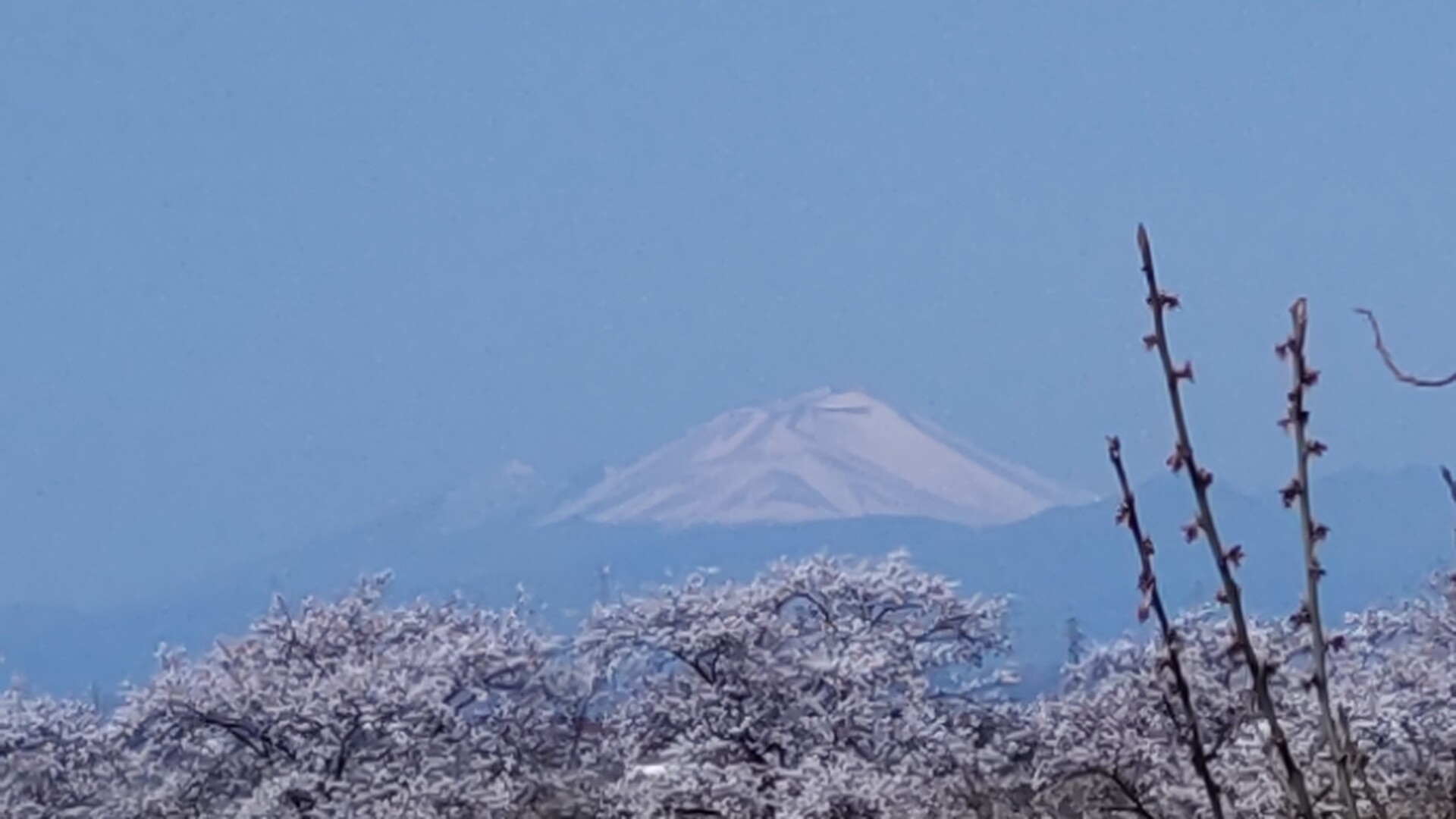 土手の散歩道🌸🎶 秋はイチョウでした... / 🍀makokazu🍀さんのモーメント | YAMAP / ヤマップ