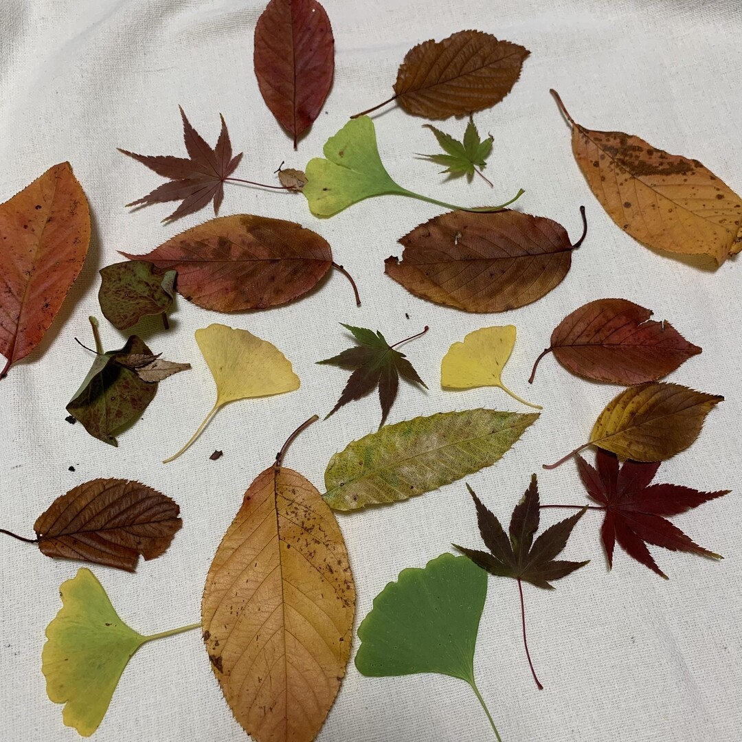 目に埃が入らない様に気をつけて 落ち葉拾... / riecoさんのモーメント | YAMAP / ヤマップ