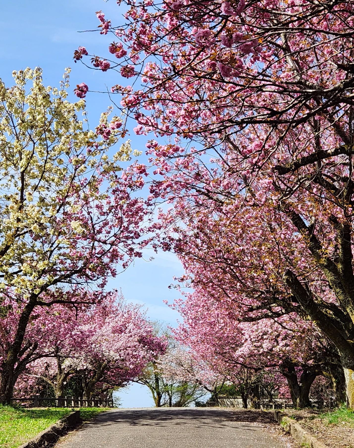 山友さんの『今でしょ♪』に誘われて、二上... / chieさんのモーメント | YAMAP / ヤマップ