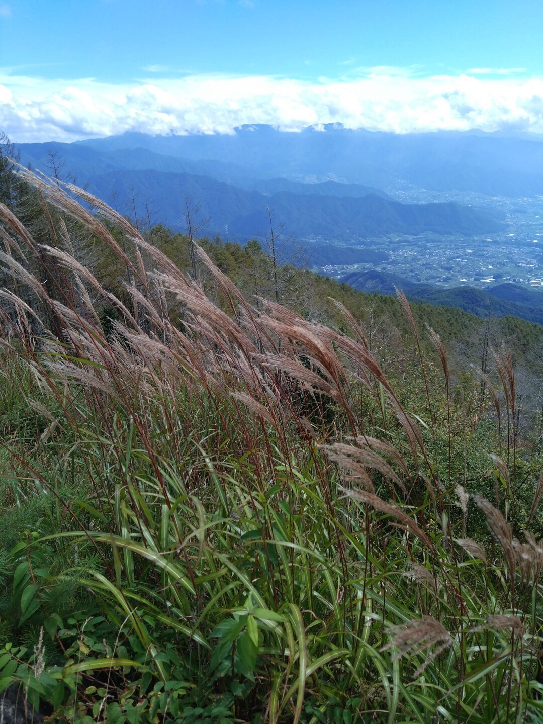 小楢山 / kamoさんの小楢山・妙見山・乙女高原の活動データ | YAMAP / ヤマップ