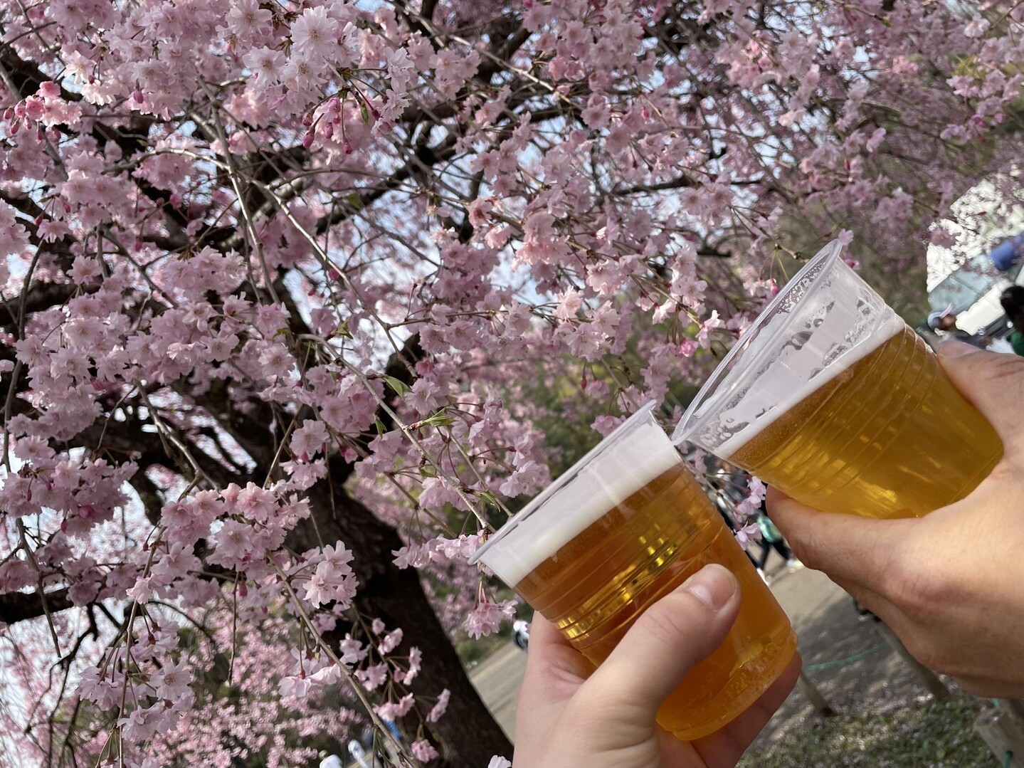 青梅高水山トレイルラン15k / yumさんの赤ぼっこの活動データ | YAMAP / ヤマップ