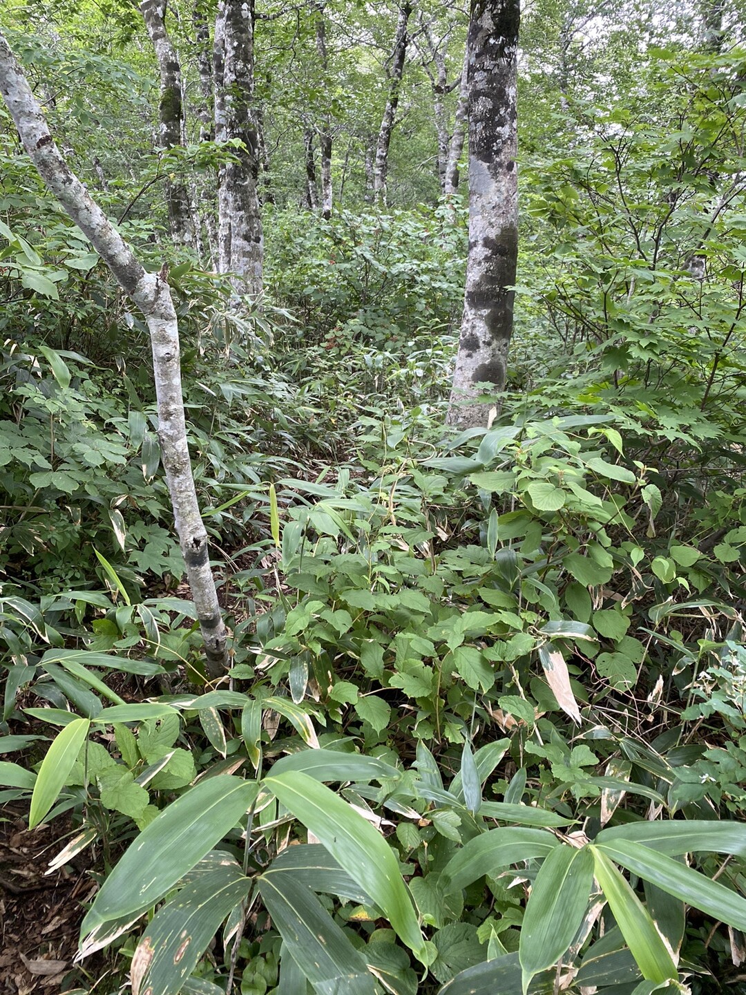 Gentil15さんの投稿したフィールドメモ | YAMAP / ヤマップ