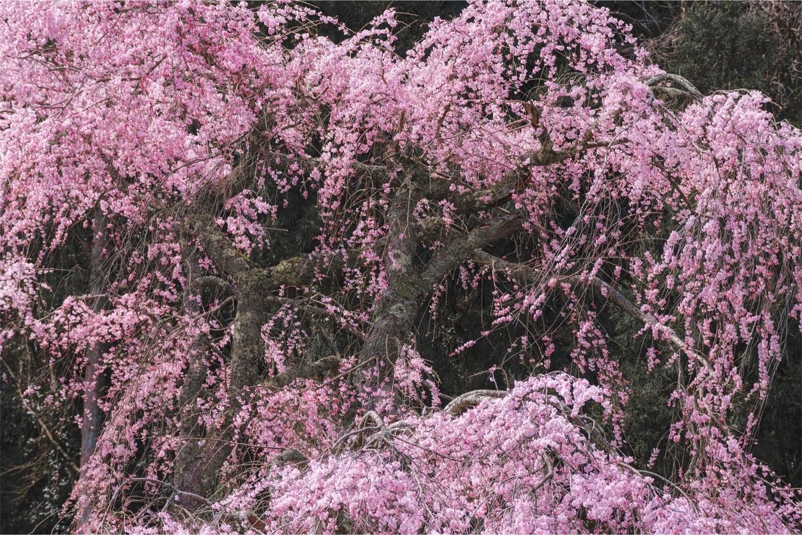 こんな立派なしだれ桜、初めて見ました / ミニ山さんのモーメント | YAMAP / ヤマップ