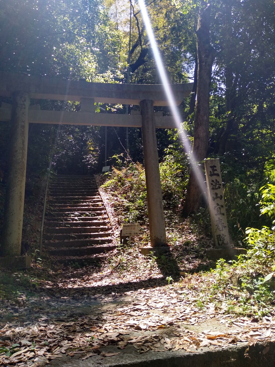 時は経過してた交野山 / mimitabuさんの交野山・国見山の活動日記 | YAMAP / ヤマップ