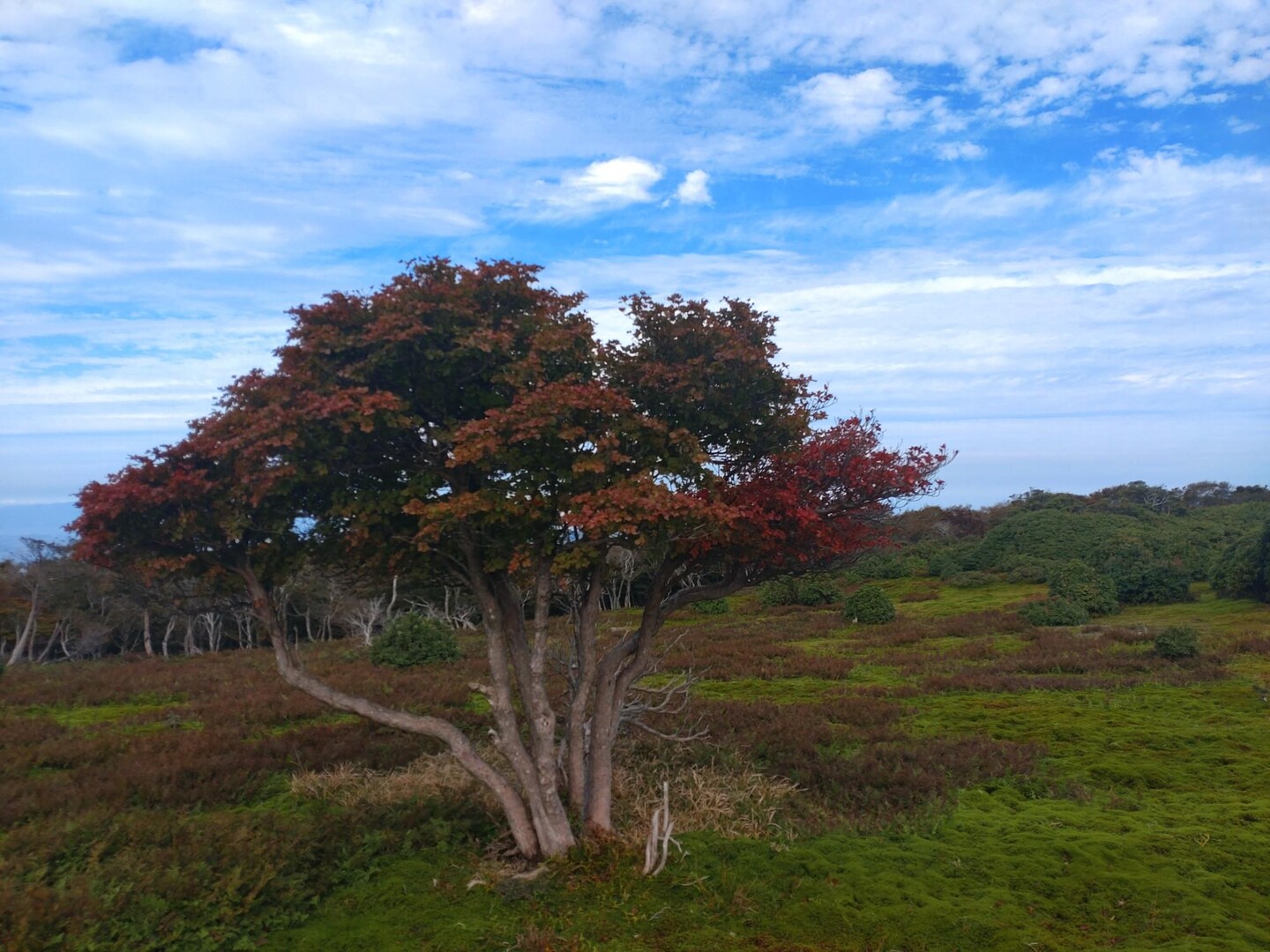 イブネ2024-10-24 / ヒロさんの御在所岳（御在所山）・雨乞岳の活動データ | YAMAP / ヤマップ