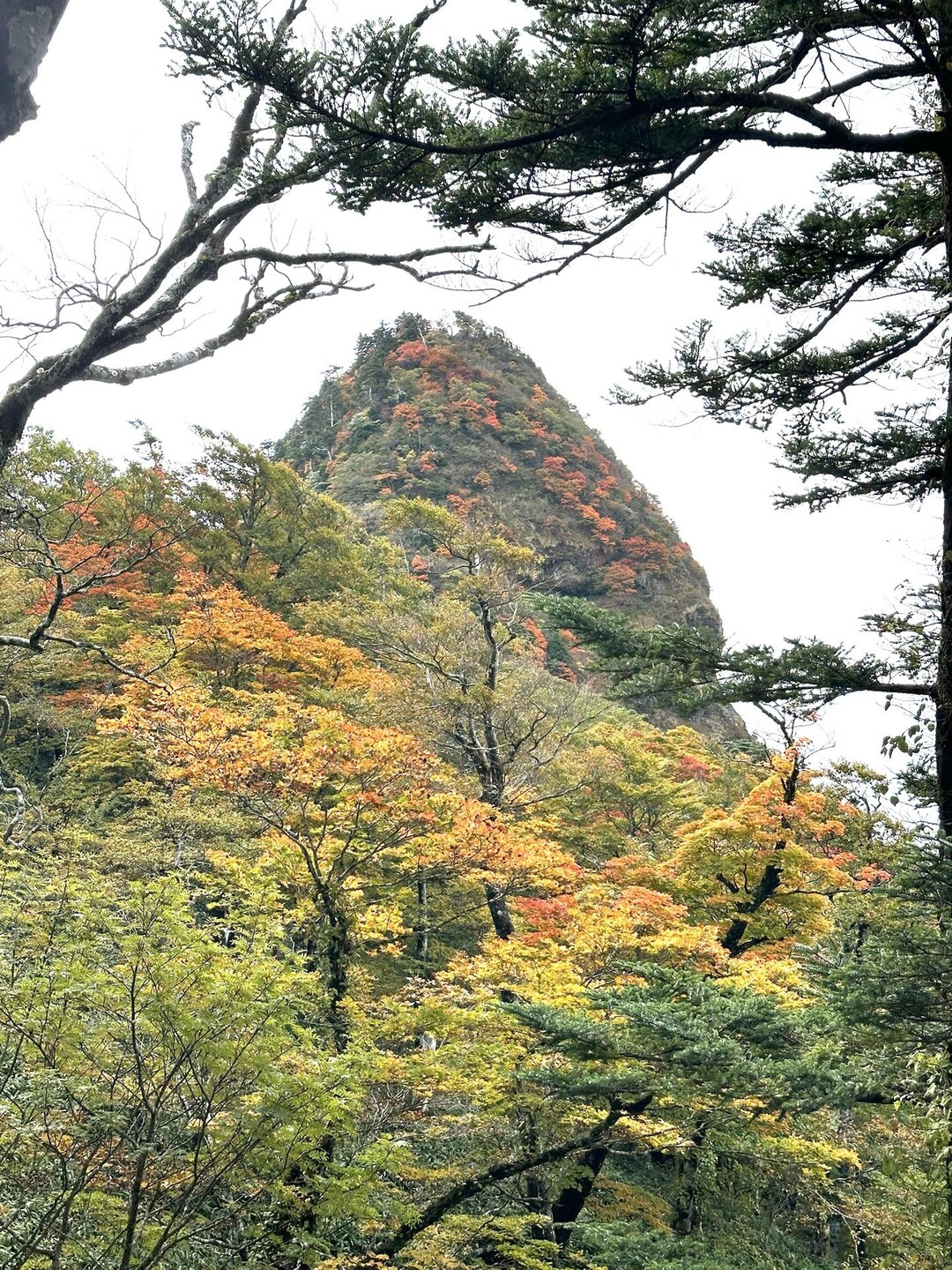 以心伝心ってあるのね🥰稲村ヶ岳&大日山 / mariさんの観音峯山・大普賢岳・山上ヶ岳・稲村ヶ岳の活動データ | YAMAP / ヤマップ