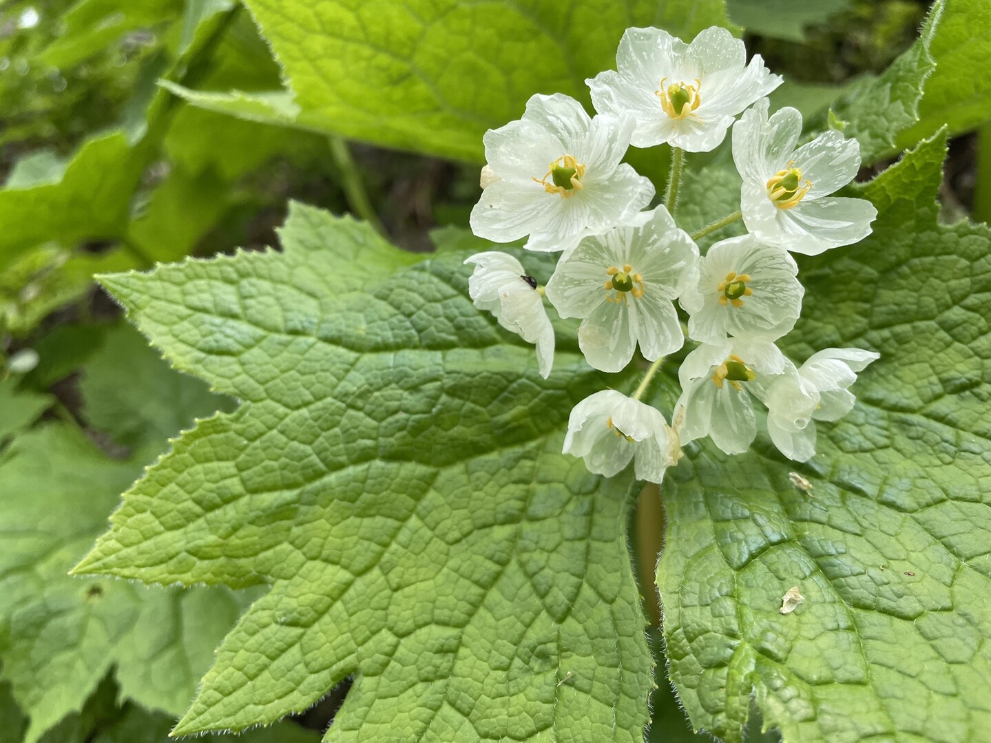 白山別当覗(スケルトンサンカヨウ) / kouchanさんの白山・別山・銚子ヶ峰の活動データ | YAMAP / ヤマップ