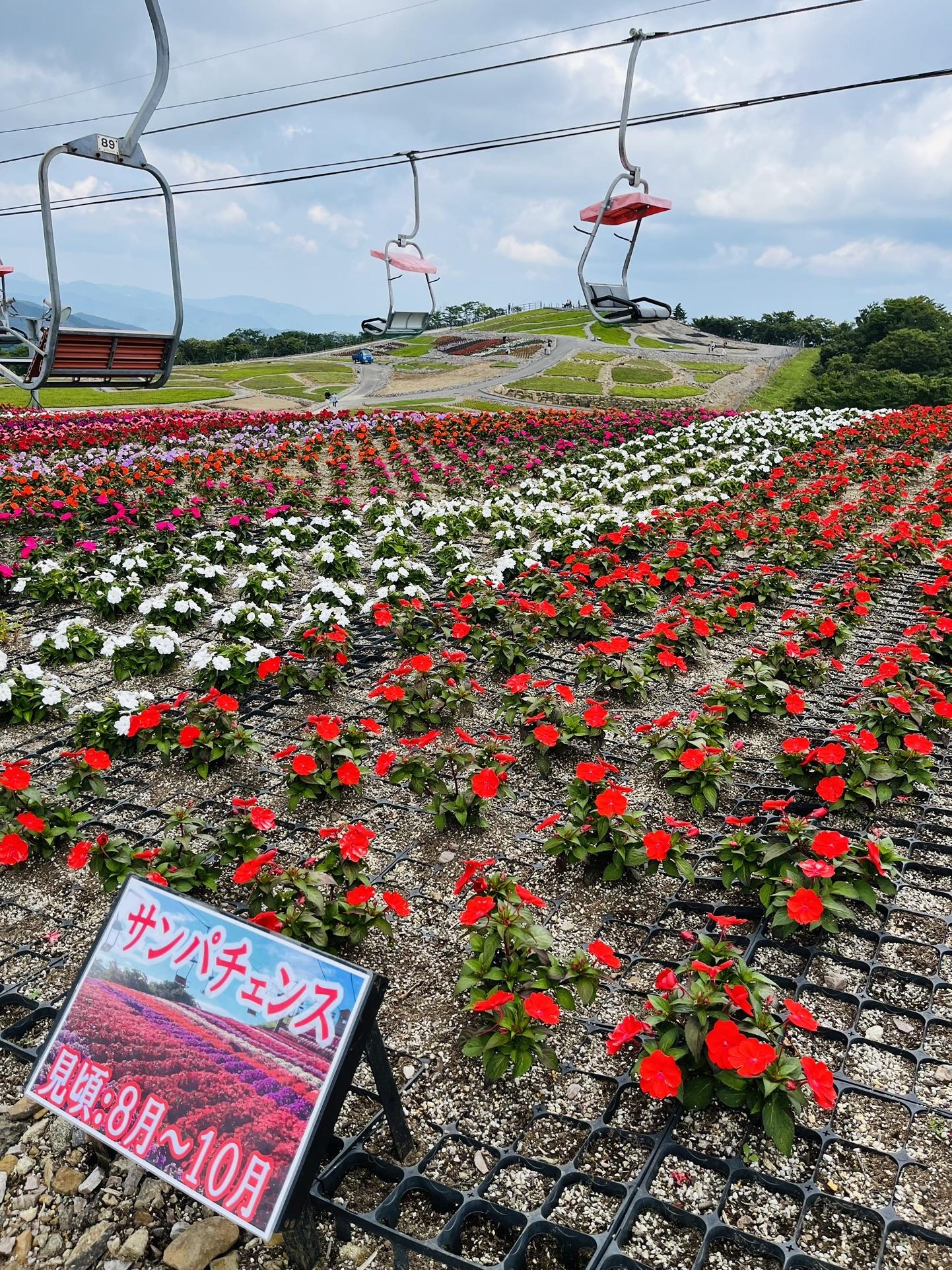 萩太郎山 / cocoさんの茶臼山・萩太郎山の活動データ | YAMAP / ヤマップ