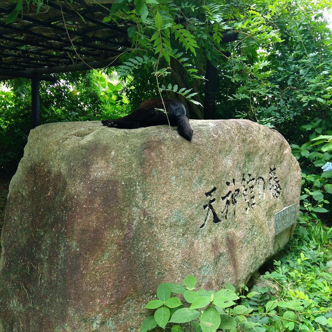 今日こそは地蔵川源流コース天拝山🤸🏻‍♀️ / solさんの天拝山・基山の活動データ | YAMAP / ヤマップ