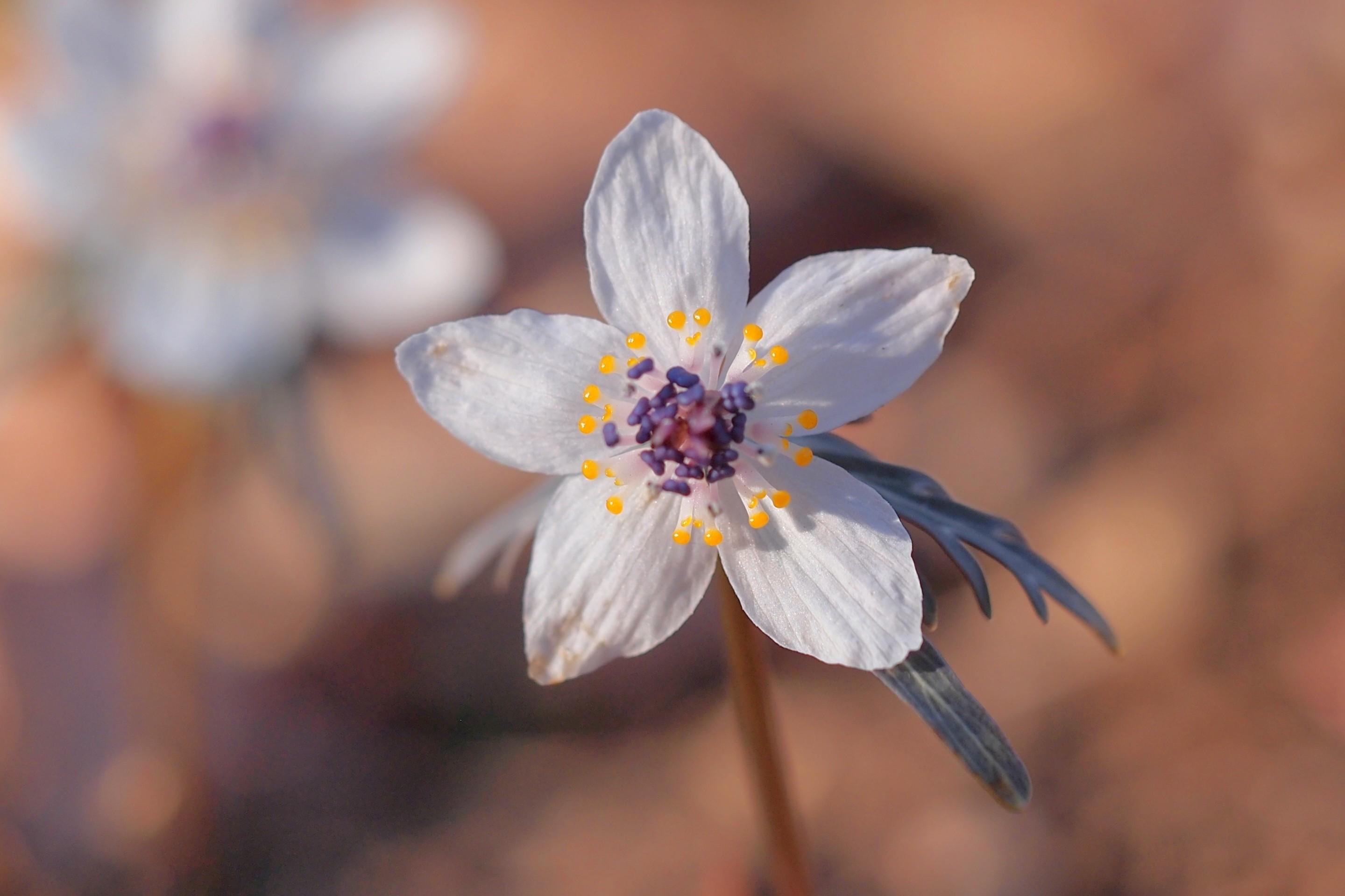 みかも山公園プチ散歩 / kuramanさんの登山の活動データ | YAMAP / ヤマップ