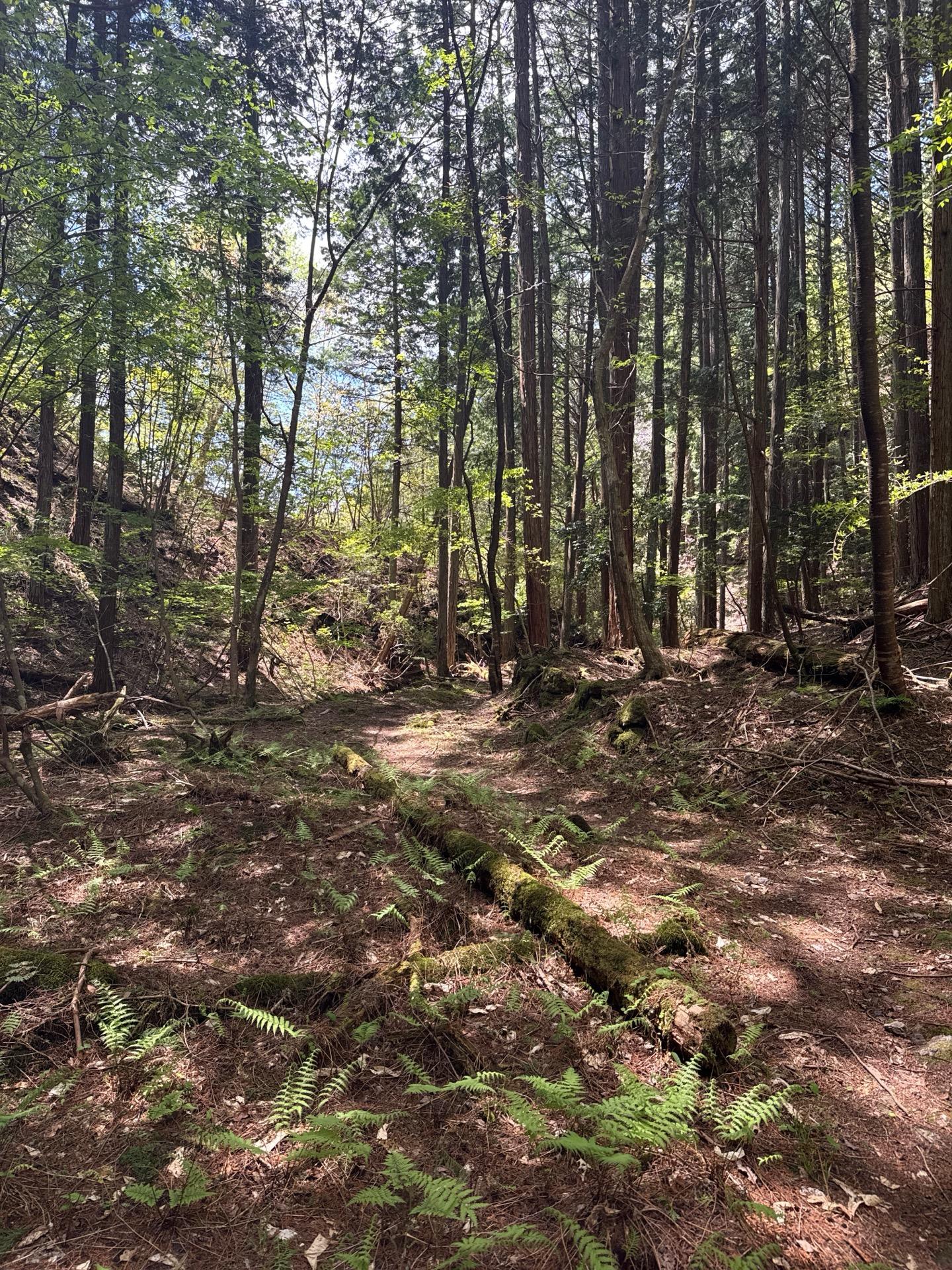 黒尾山 / アキオさんの京北トレイル（黒尾山・天童山）の活動データ | YAMAP / ヤマップ