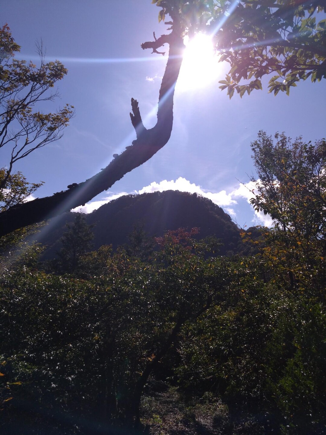 日野山 / skyさんの日野山の活動データ | YAMAP / ヤマップ