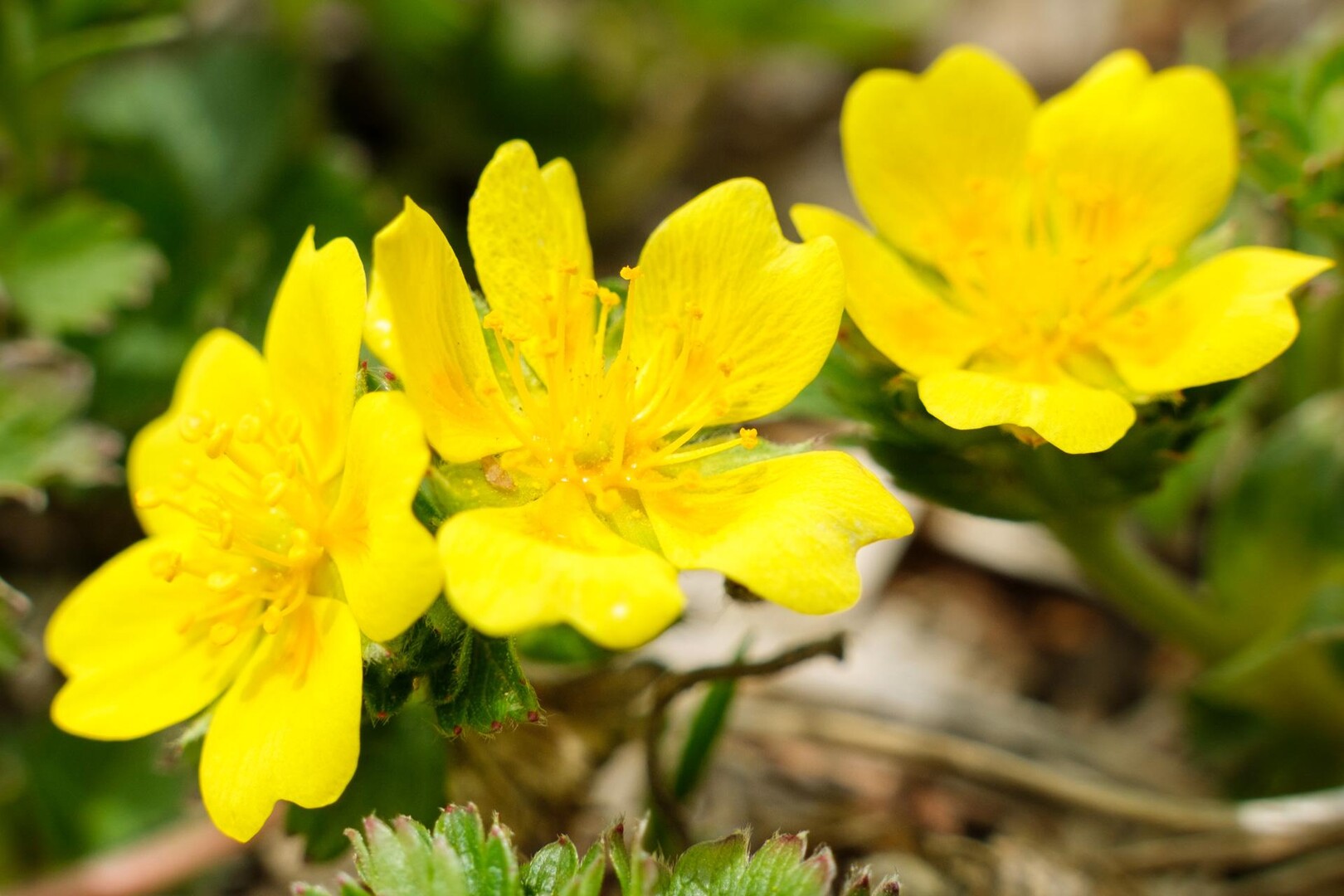 可憐な深山金梅が彩る栗駒山 / Foresterさんの栗駒山（須川岳）・秣岳・虚空蔵山の活動データ | YAMAP / ヤマップ
