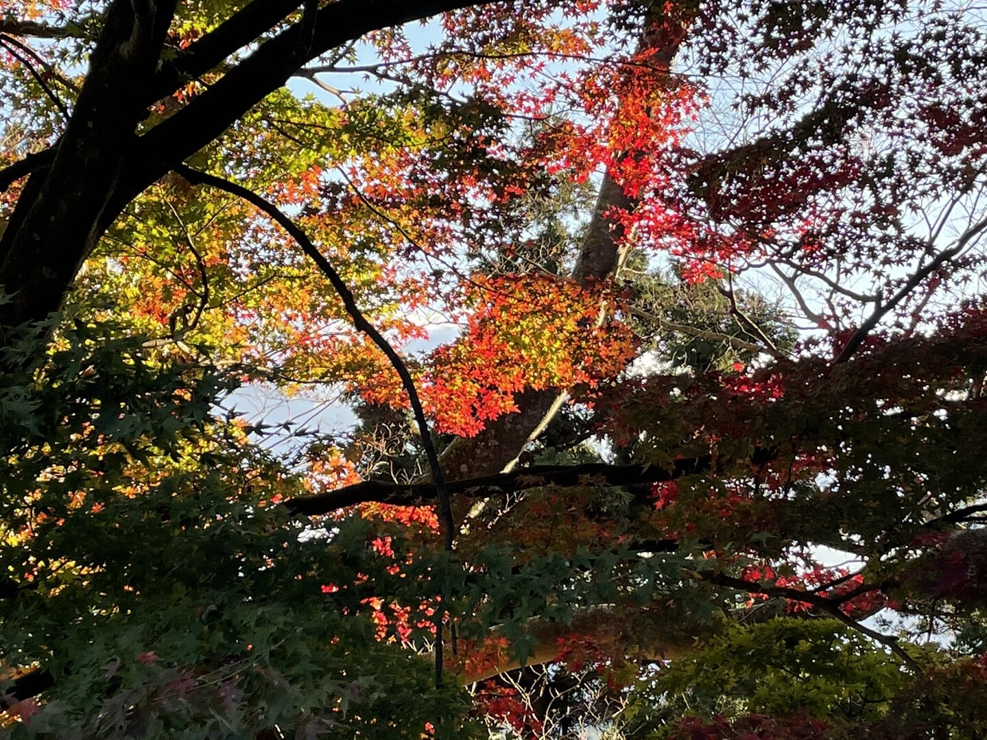 景信山・城山(小仏城山)・高尾山 / ShizCさんの高尾山・陣馬山・景信山の活動データ | YAMAP / ヤマップ