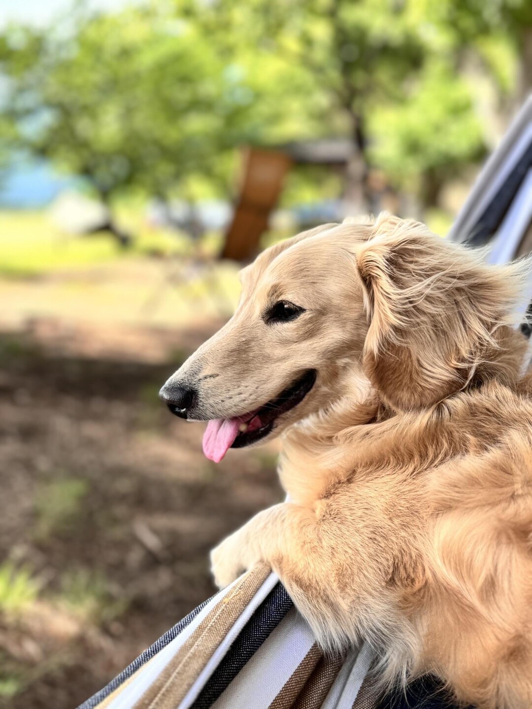 ラテと猪苗代湖でキャンプです⛺️ 昨日は... / latteさんのモーメント | YAMAP / ヤマップ