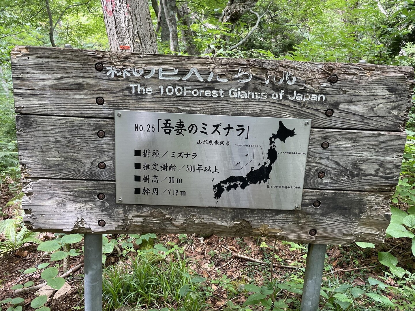 巨木の森を訪ねて / 山番さんの吾妻山・一切経山の活動日記 | YAMAP / ヤマップ